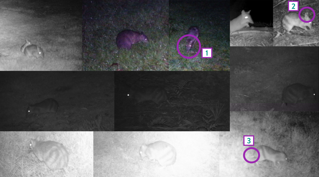 Eastern Barred Bandicoot - WildTracker